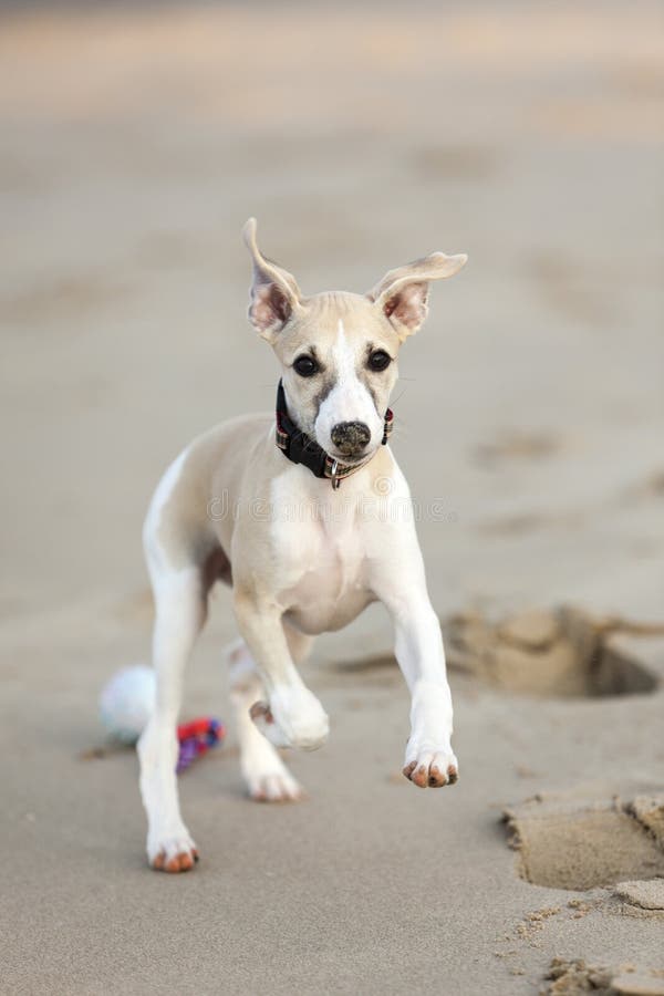 Whippet Puppy Playing at Beach Stock Image - Image of cute, baby: 72738699