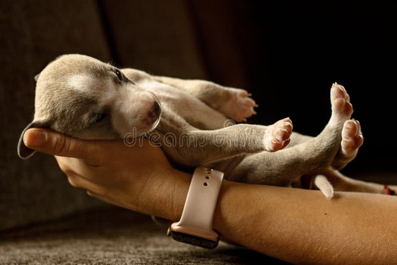 Whippet Puppy Sleeping in Hands Stock Image - Image of sleeping, care ...