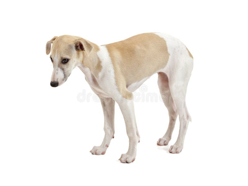 Whippet Puppy Studio Shot on White Background Stock Image - Image of ...