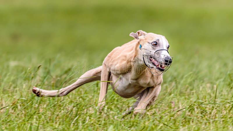 Whippet Running in the Field on Lure Coursing Competition Stock Image ...