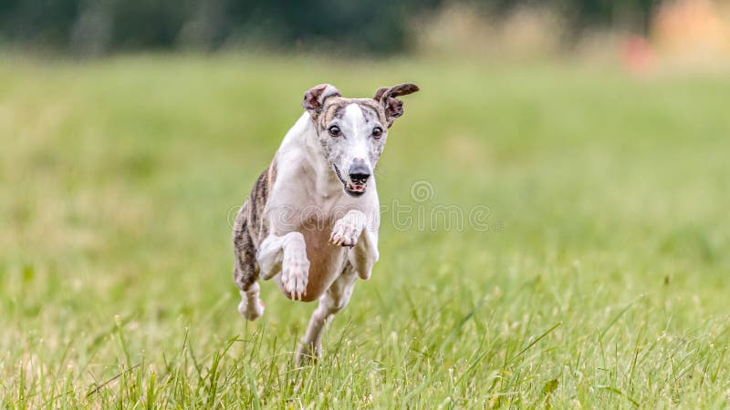 Whippet Running in the Field on Lure Coursing Competition Stock Image ...