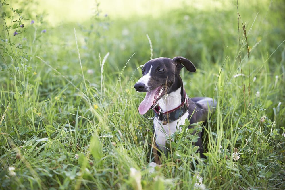 Whippet running on snow stock photo. Image of outdoors - 83210642