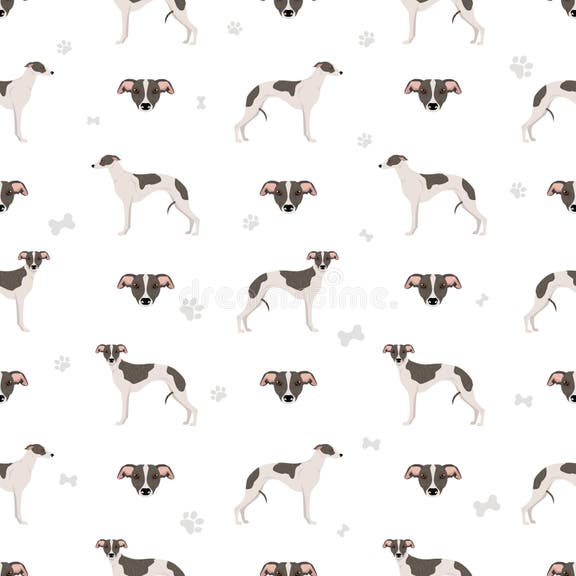 Whippet Seamless Pattern. Different Poses, Coat Colors Set Stock Vector ...
