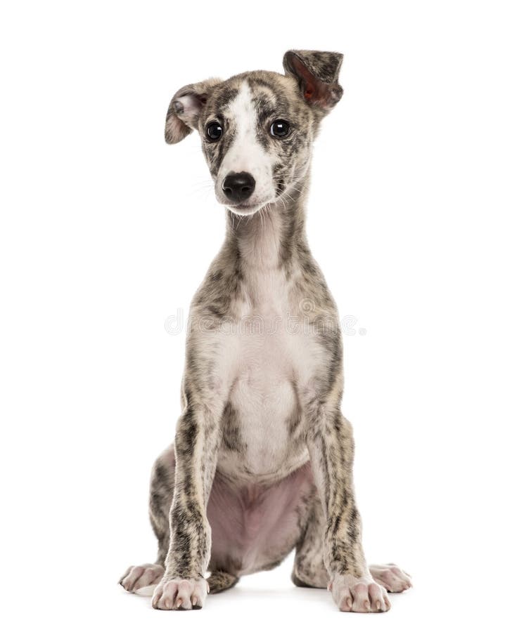 Whippet Sitting, 2,5 Months, Isolated Stock Image - Image of white ...