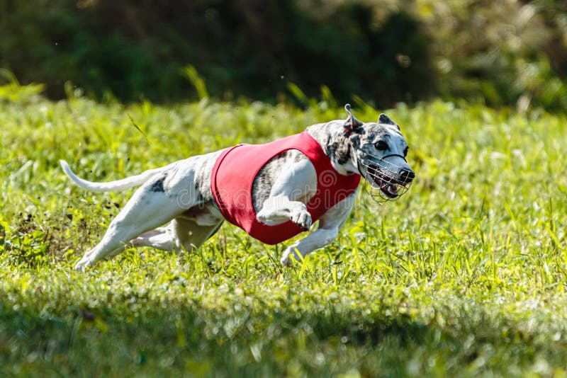 Whippet Sprinter Dog Running and Chasing on the Field Stock Image ...