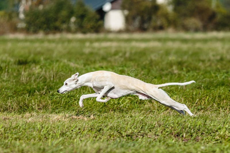 Whippet Sprinter Dog Running and Chasing on the Field Stock Photo ...