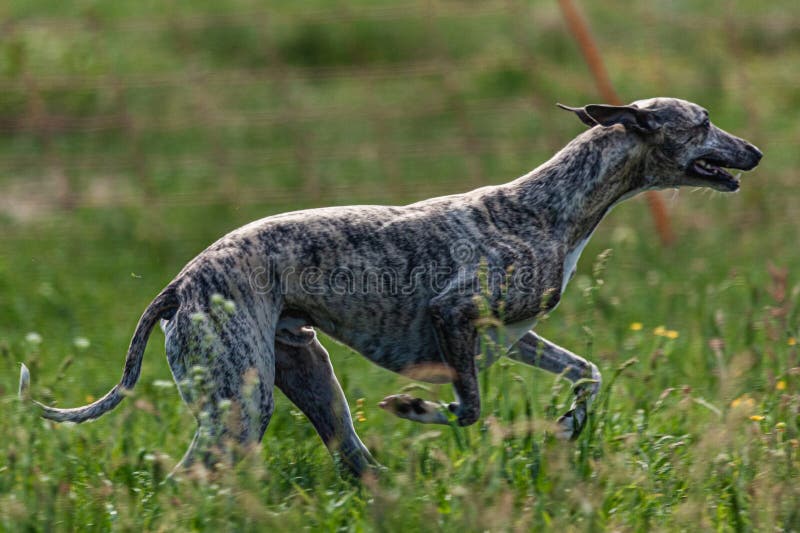 Whippet Sprinter Dog Running and Chasing Lure on the Field Stock Image ...