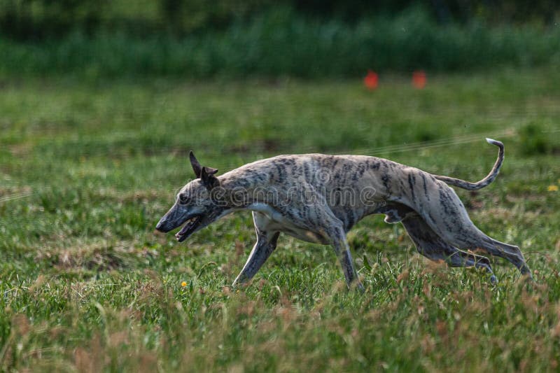 Whippet Sprinter Dog Running and Chasing Lure on the Field Stock Image ...
