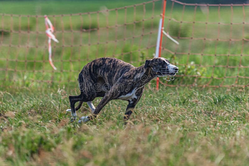 Whippet Sprinter Dog Running and Chasing Lure on the Field Stock Photo ...