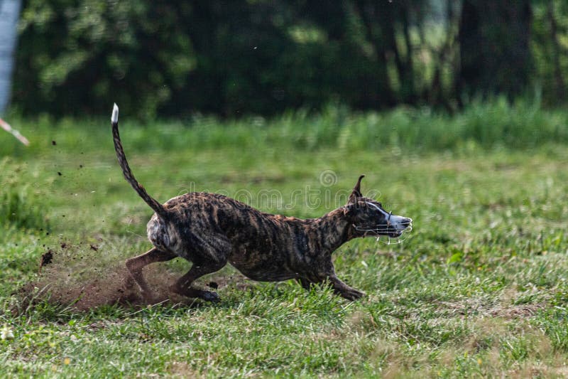 Whippet Sprinter Dog Running and Chasing Lure on the Field Stock Image ...