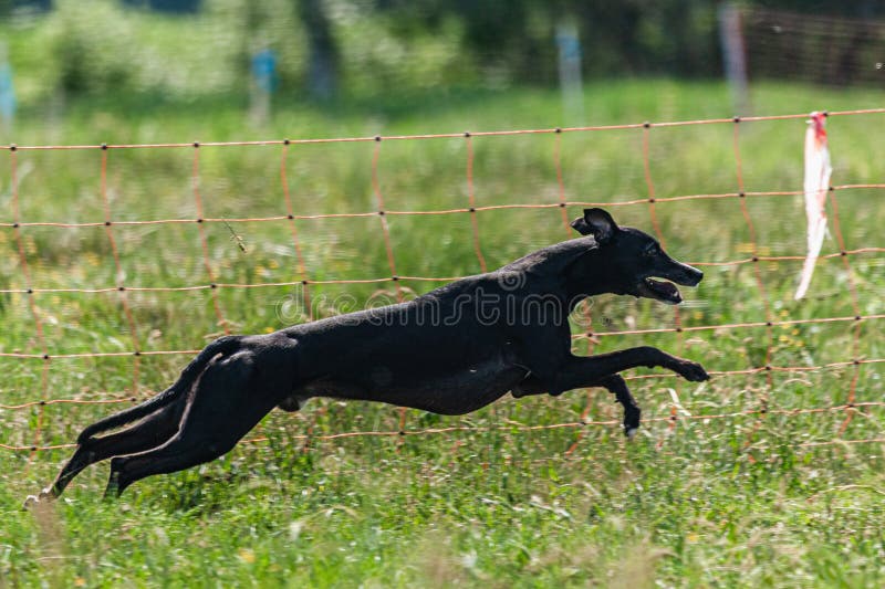 Whippet Sprinter Dog Running and Chasing Lure on the Field Stock Image ...