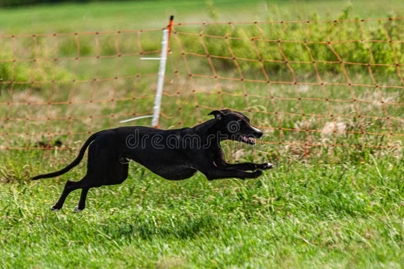 Whippet Sprinter Dog Running and Chasing Lure on the Field Stock Photo ...