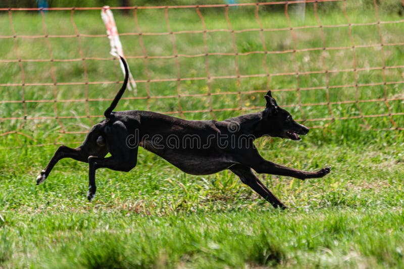 Whippet Sprinter Dog Running and Chasing Lure on the Field Stock Image ...