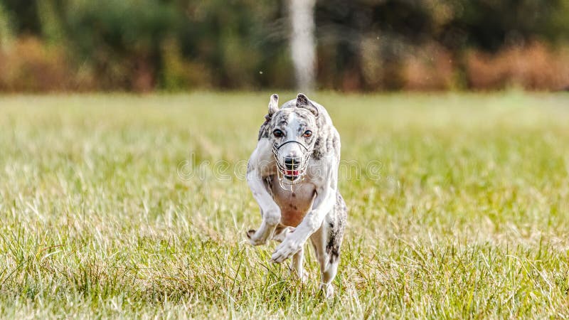 Sprinter Dogs Stock Photos - Free & Royalty-Free Stock Photos from ...