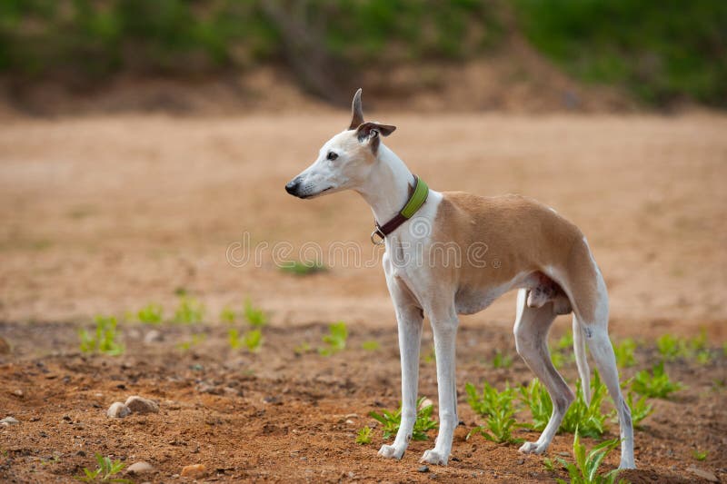 Whippet stock image. Image of copy, whippet, meadow, space - 70037559
