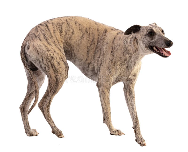 Portrait of Whippet Standing and Cut Out Stock Image - Image of male ...