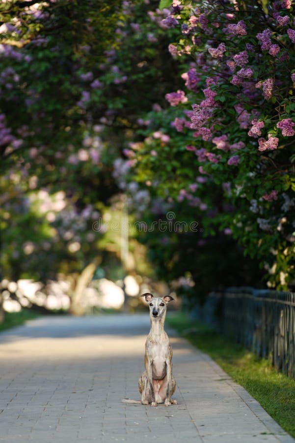 Whippet Standing in Landscape Stock Photo - Image of movement, cute ...