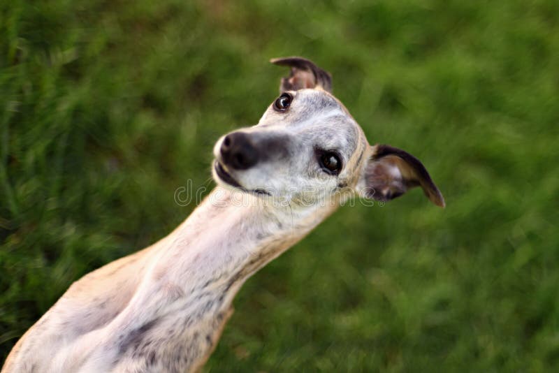 Whippet Standing in Landscape Stock Image - Image of agility, active ...