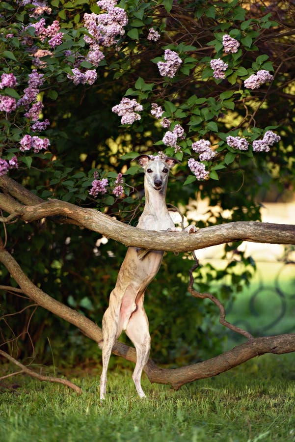 Whippet Standing in Landscape Stock Photo - Image of agile, adorable ...