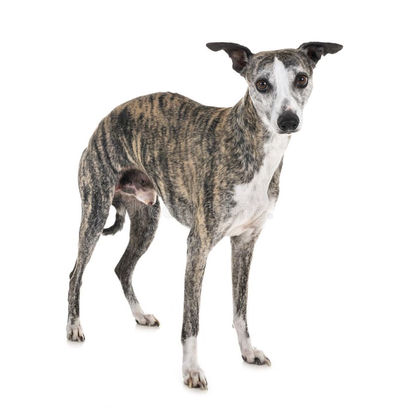 Whippet in studio stock image. Image of greyhound, studio - 140987847