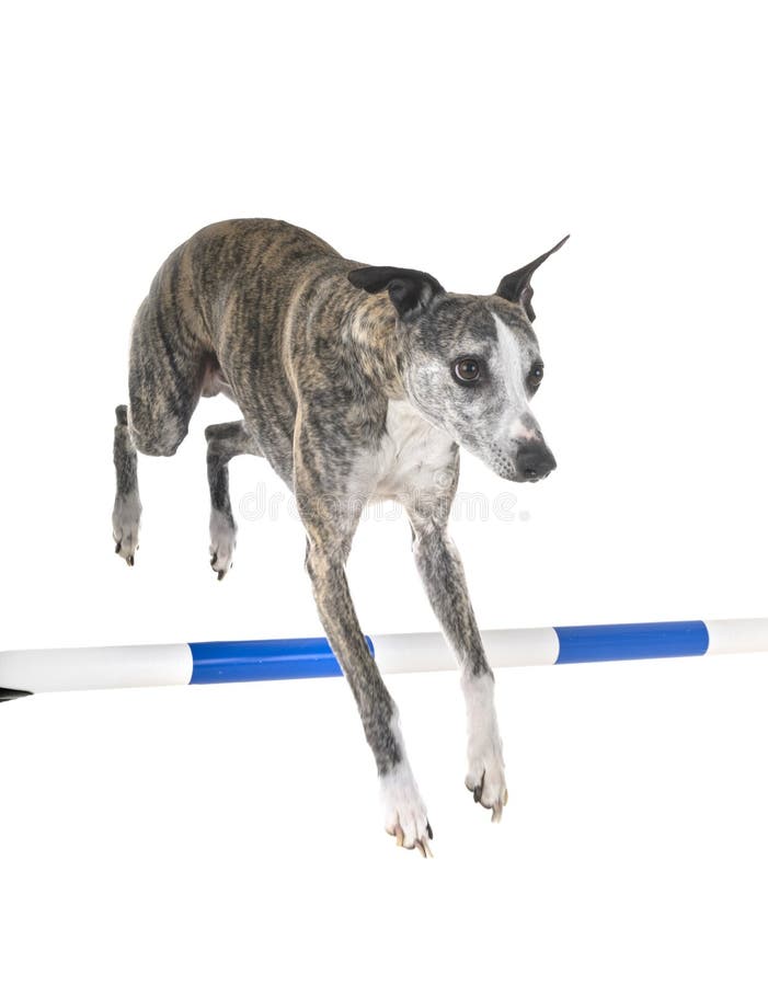 Jumping whippet stock photo. Image of greyhound, whippet - 4826896