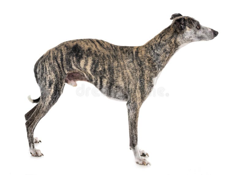 Whippet in studio stock image. Image of greyhound, studio - 140987847