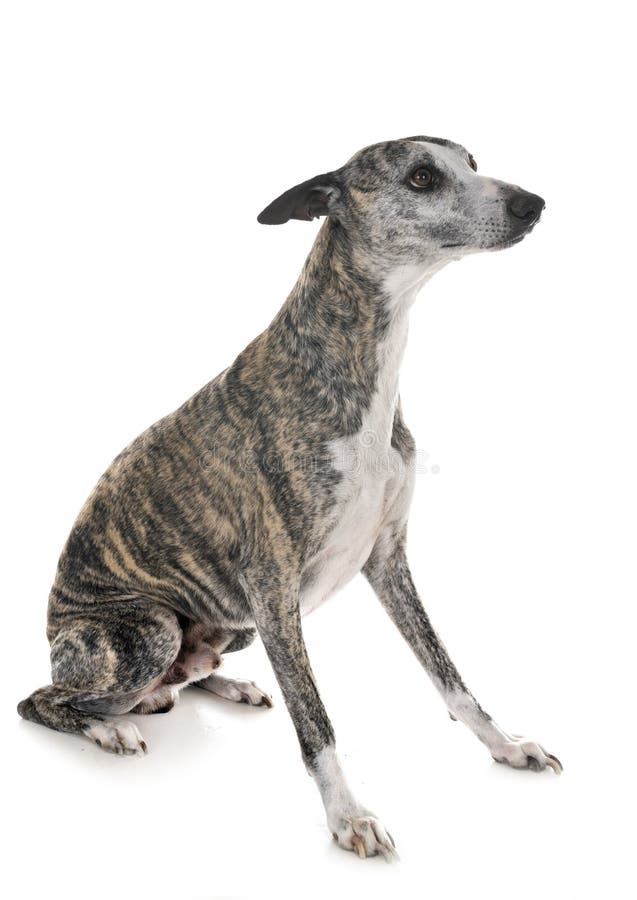 Whippet in studio stock image. Image of greyhound, studio - 140987847