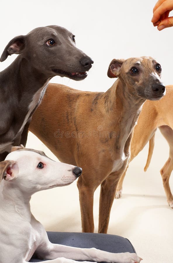 Whippets stock photo. Image of breed, canine, adorable - 2177868