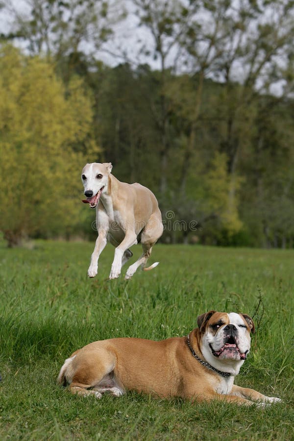 Whippets high jumping stock image. Image of conti, backward - 14748843