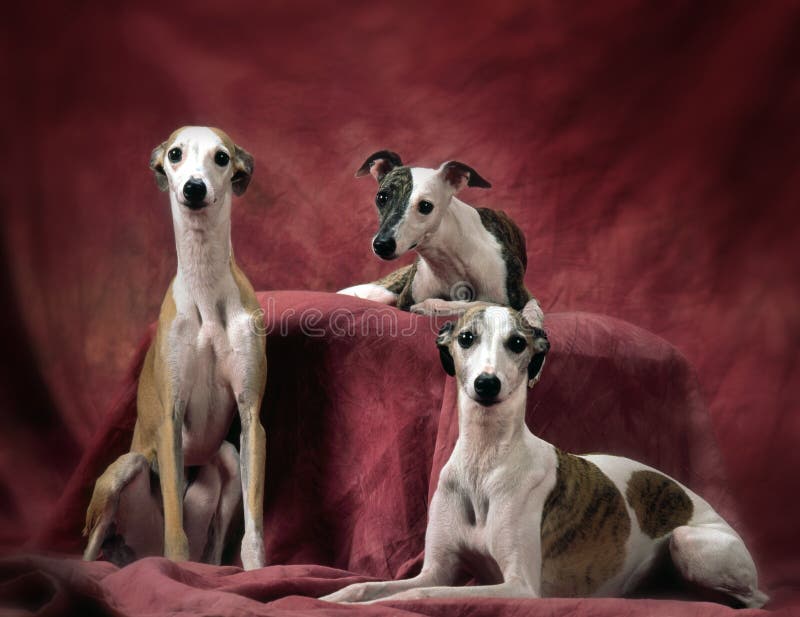 Lopende windhond stock foto. Afbeelding bestaande uit buiten - 96598236