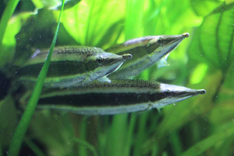 Banded Whiptail Catfish