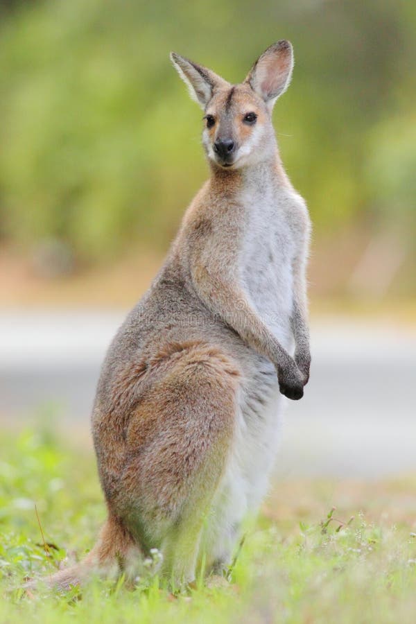Whiptail Wallaby (Macropus Parryi) Stock Photo - Image of vertical ...
