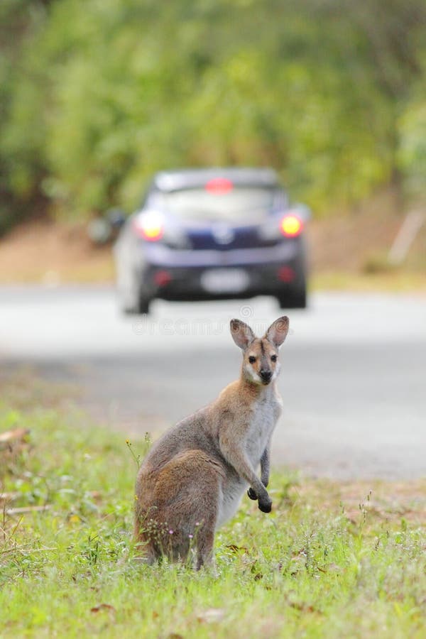 Whiptail Wallaby (Macropus Parryi) Stock Image - Image of crash, faced ...