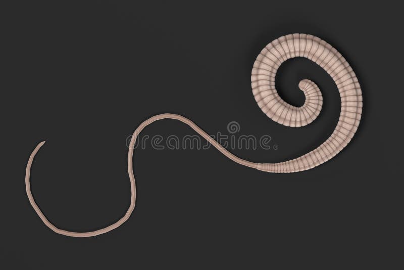 Whipworm stock de ilustración. Ilustración de sangre - 82531051