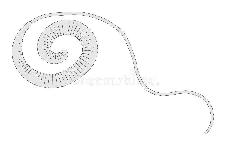 Whipworm Stock Illustrations – 283 Whipworm Stock Illustrations ...