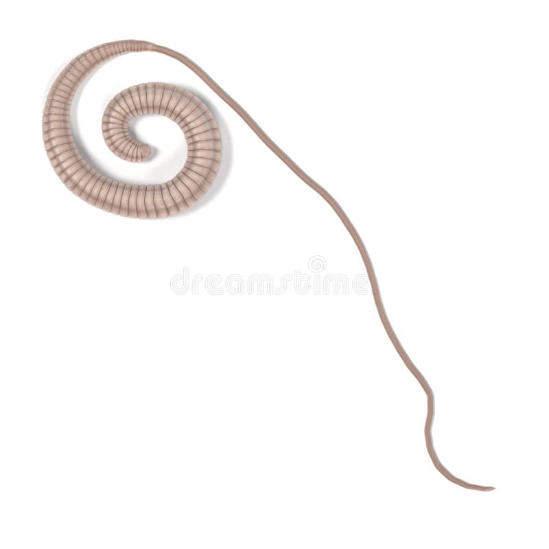 Whipworm Stock Illustrations – 518 Whipworm Stock Illustrations ...