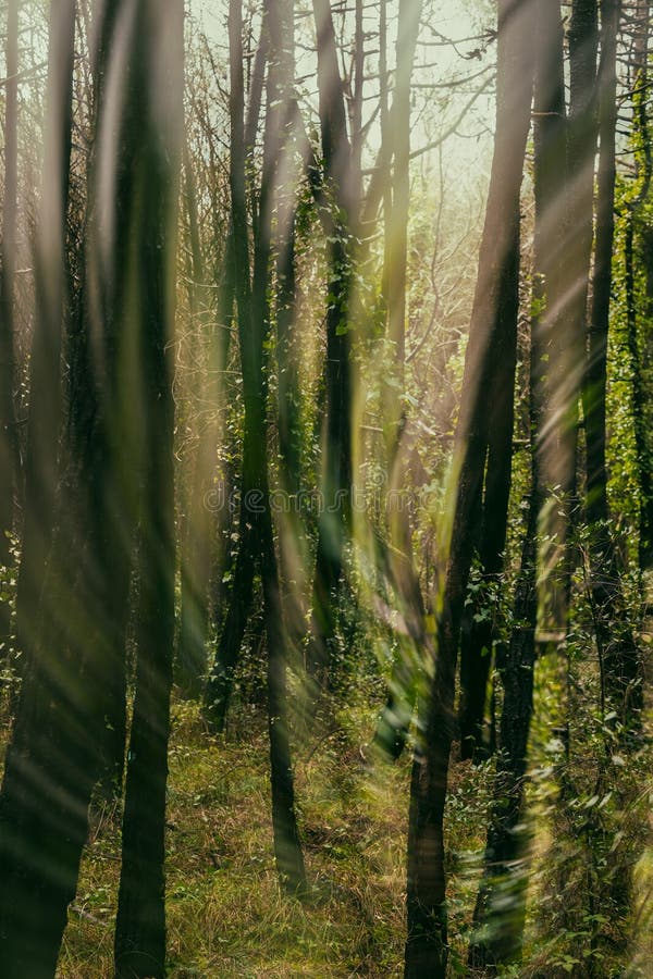 Whirl of Light and Wind in the Forest Stock Image - Image of landscape ...