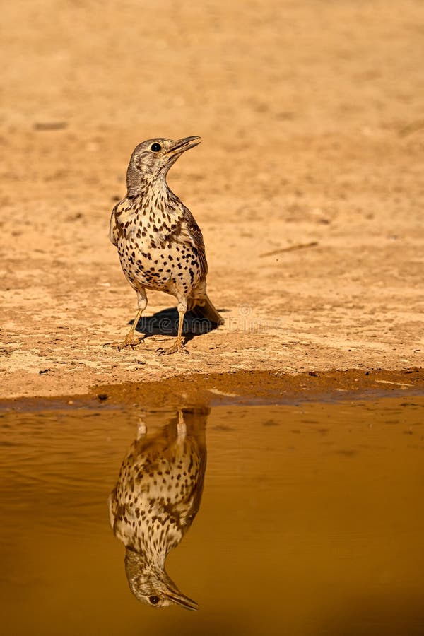 Whirling Thrush or Turdus Viscivorus, Reflexed in the Golden Spring ...