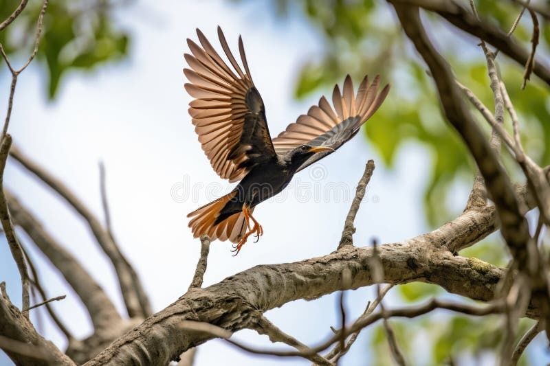 Whirring of Wings in Flight, with Bird Taking Off from Tree Branch ...