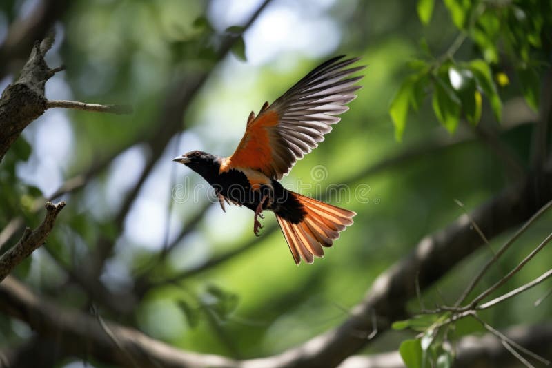 Whirring of Wings in Flight, with Bird Taking Off from Tree Branch ...