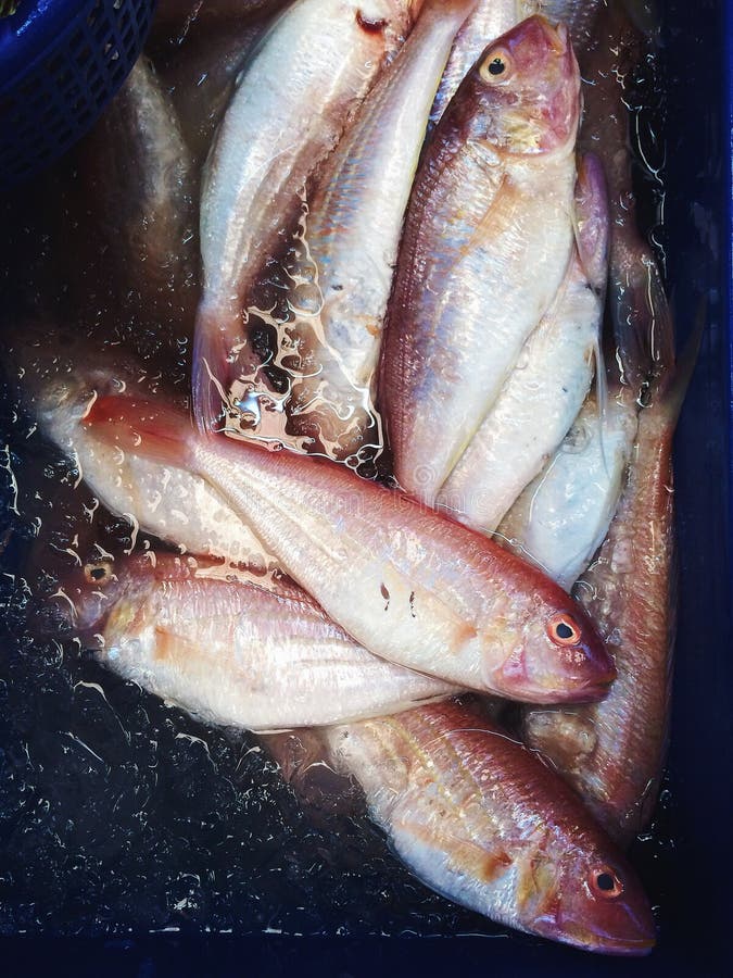 Whisker sheatfish stock photo. Image of seafood, herring - 55654666