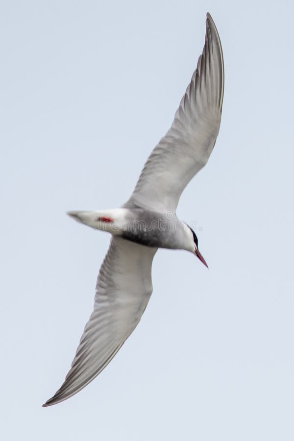 Whiskered Tern in Australia Stock Photo - Image of tern, feather: 161472626