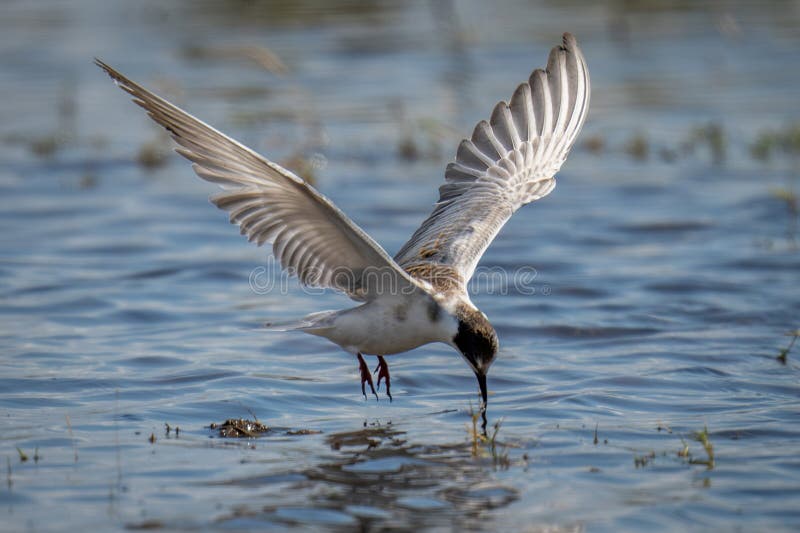 Whiskered Tern Flying Over River Looking Down Stock Photo - Image of ...