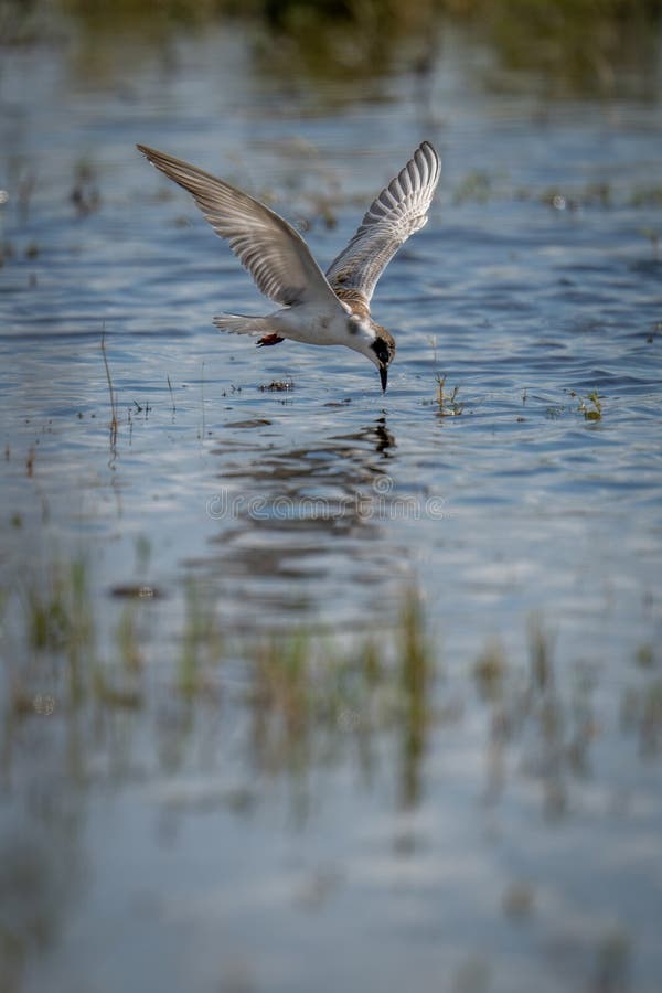 Whiskered Tern Flying Over River Looking Down Stock Photo - Image of ...