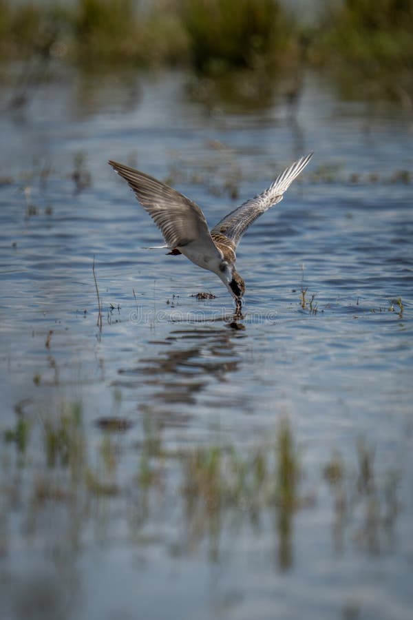 Whiskered Tern Flying Over River Looking Down Stock Photo - Image of ...