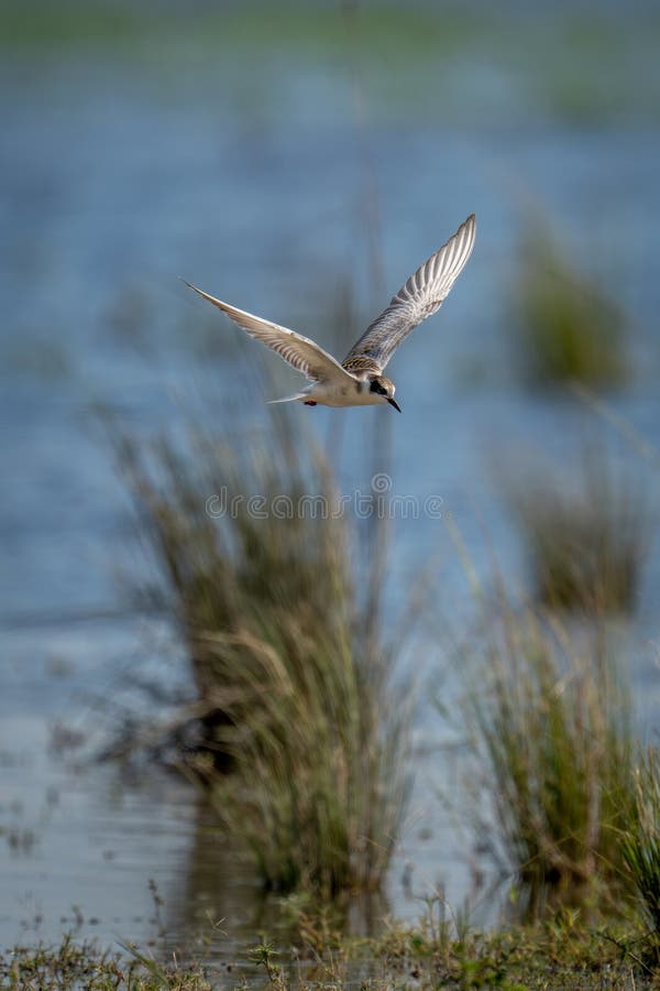 Whiskered Tern Flying Over River Looking Down Stock Photo - Image of ...