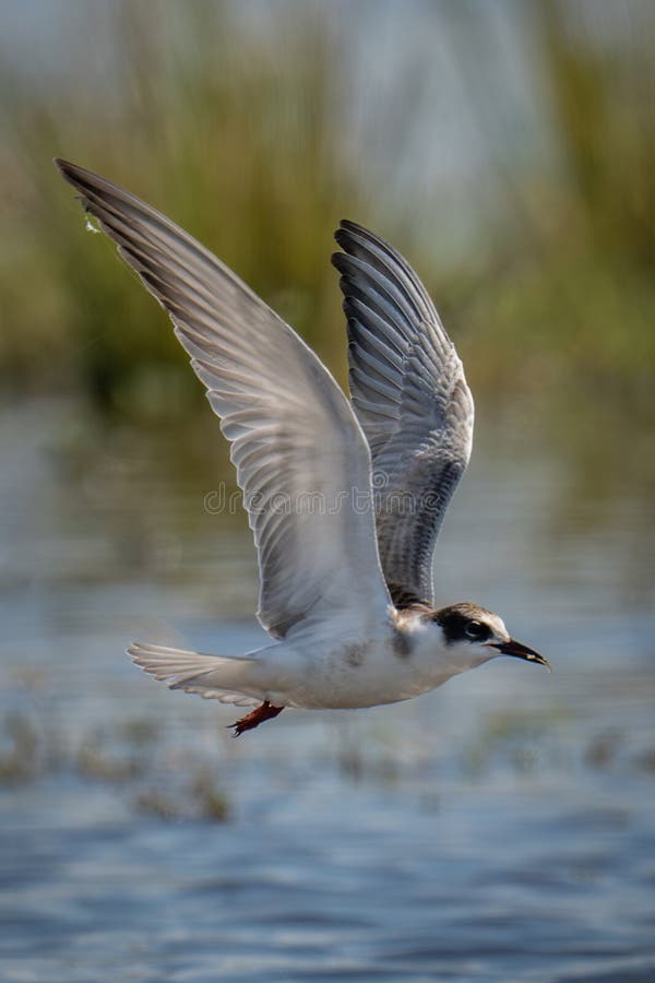 Whiskered Tern Flying Over River Looking Down Stock Photo - Image of ...