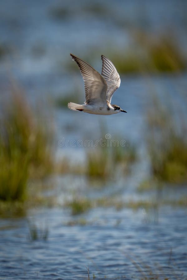 Whiskered Tern Flies Over Water Lifting Wings Stock Image - Image of ...