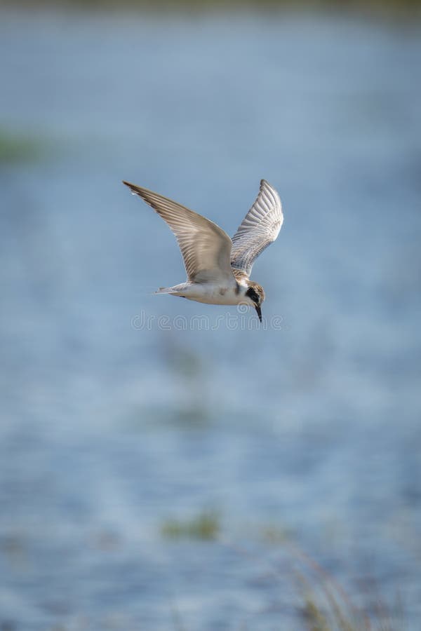 Whiskered Tern Flying Over River Looking Down Stock Photo - Image of ...