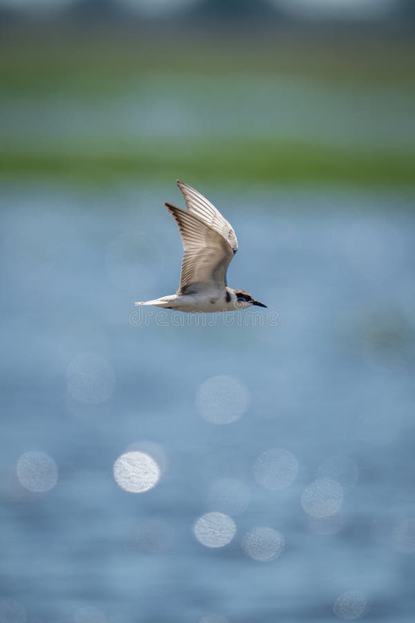 Whiskered Tern Flying Over River Looking Down Stock Photo - Image of ...